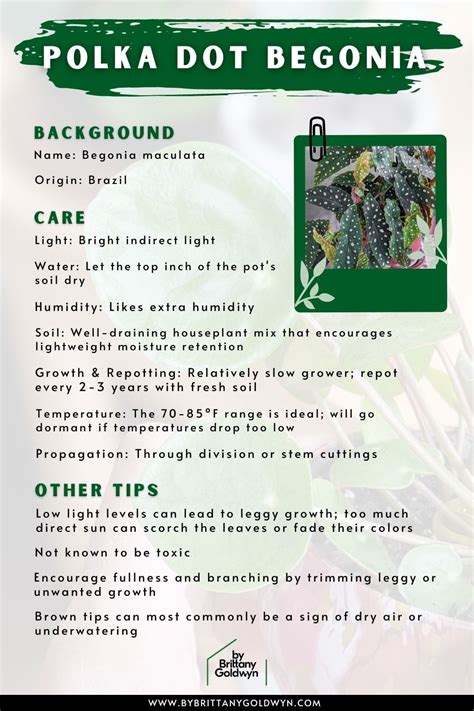 How To Care For The Gorgeous Begonia Maculata Plant Artofit