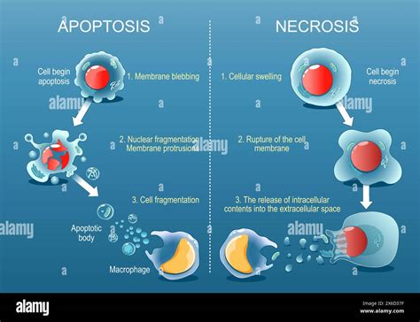Apoptosis Or Necrosis Difference Between Necrotic Death Of A Cell And