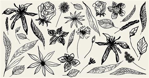 꽃과 잎 세트 손으로 그린 브러쉬 꽃 실루엣입니다 템플릿 스케치 스트로크 자연스러운 형태 블랙 그런지 페인트 꽃 나뭇잎 꽃 가지 식물 벡터 컬렉션 결혼식 꽃 0명에 대한