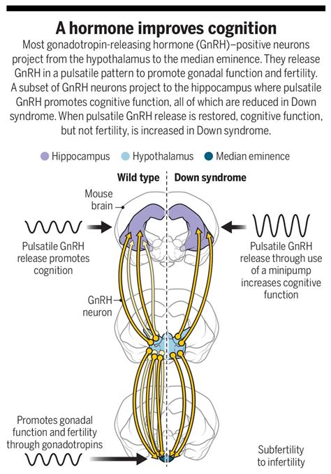 Science Magazine On Twitter Gonadotropin Releasing Hormone Gnrh Therapy Improves Cognitive