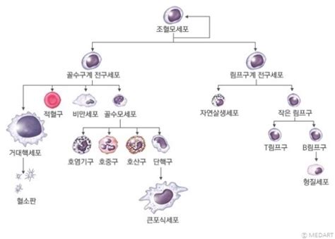 림프구 네이버 블로그