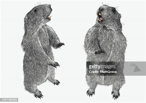 Gopher Vs Groundhog Photos And Premium High Res Pictures Getty Images