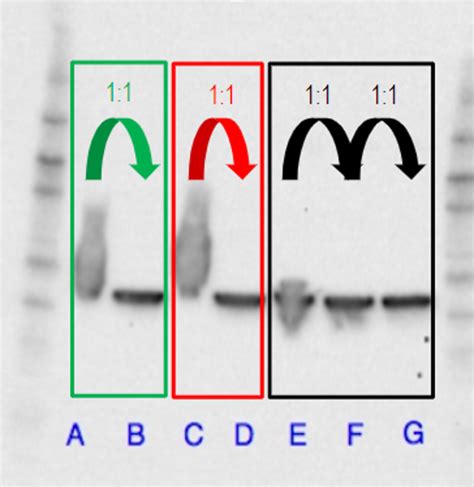 Best Practices For Cell Lysate Preparation Western Blot