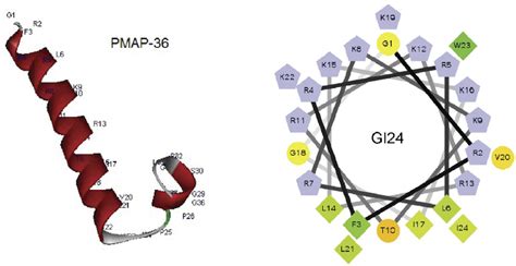 Three Dimensional Structure Projections Of Pmap 36 Left And Helical