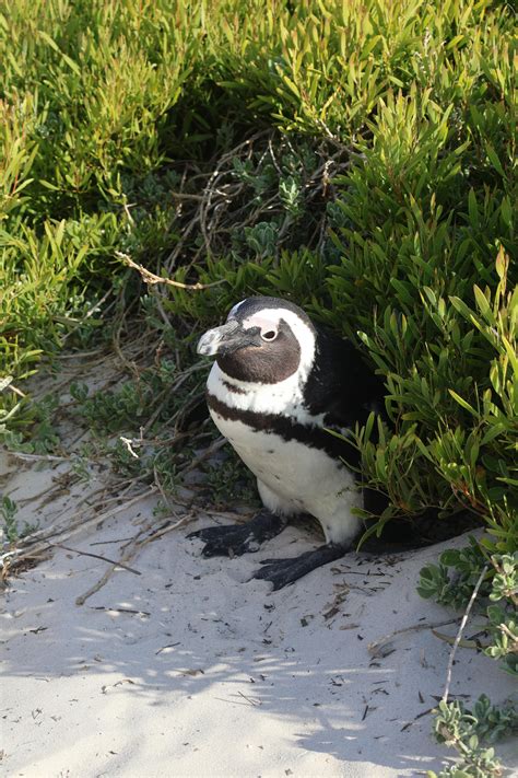 Cape Town South Africa Photos Download The Best Free Cape Town South