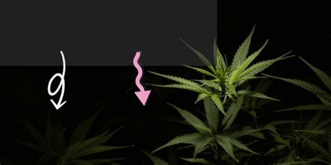 The Green Nursery Thca Hemp Flower Is Here Grab Yours Now 🍓fields