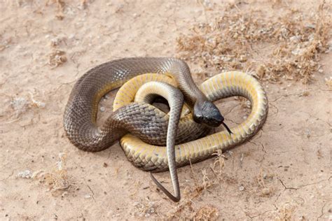 Oxyuranus Microlepidotus Banco De Fotos E Imágenes De Stock Istock