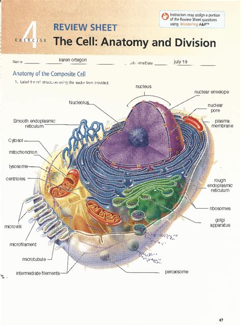 Ap Lab Exam 04 Review Sheet Chapter 4 Cell Anatomy And Division