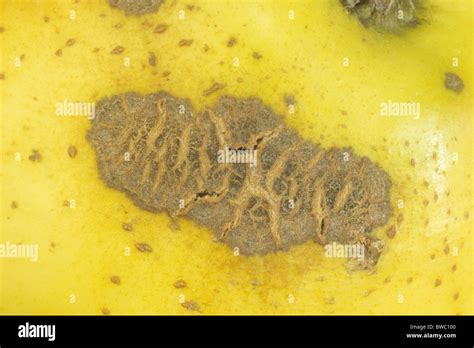 Apple Fruit Disease Hi Res Stock Photography And Images Alamy