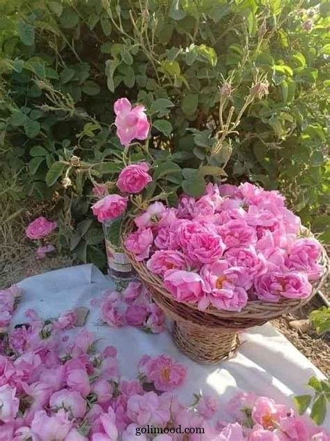 عکس گل محمدی برای پروفایل ” 2024 غنچه و بازشده در طبیعت زیبا در رنگ