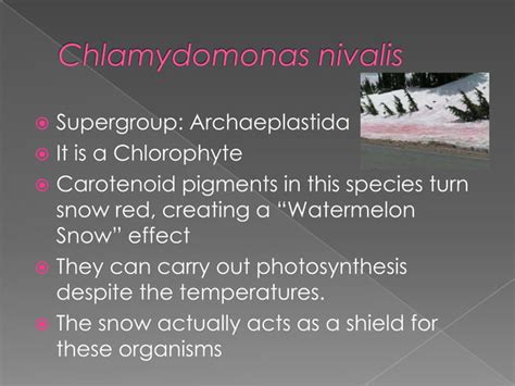 Protista Example Organisms Ppt