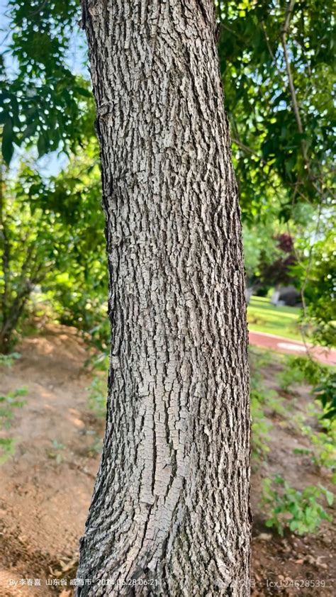 物语之白蜡树（fraxinus Chinensis） 关注森林
