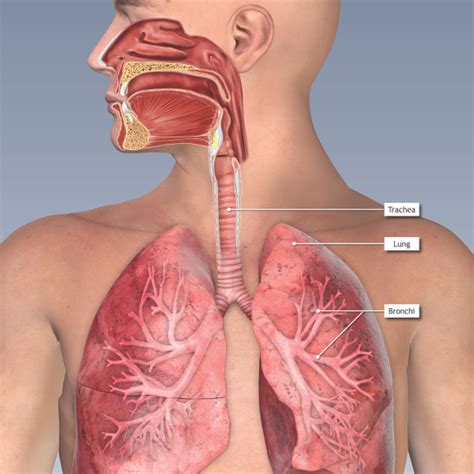 Respiratory System Without Labels 3d