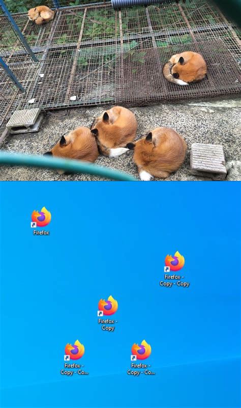 Some Cute Firefoxes Mozilla Firefox Know Your Meme