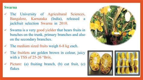Jackfruit Ppt PDF