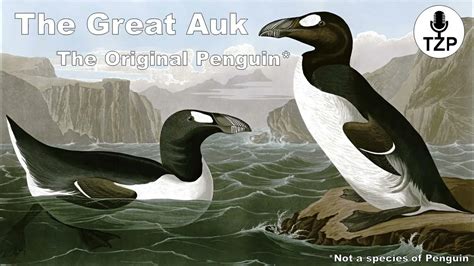 The Extinction Of The Great Auk The Original Penguin Youtube