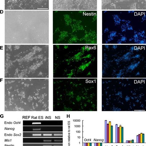 Ins Cells Derived From Rat Fibroblasts A Morphology Of Rat Ins Cell Download Scientific