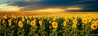 Copertine Facebook Girasoli
