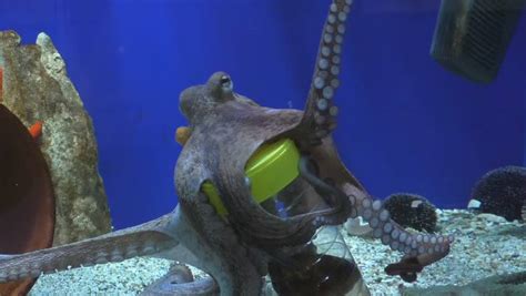 How Did Intelligent Problem Solving Behavior Come To Exist Genetic