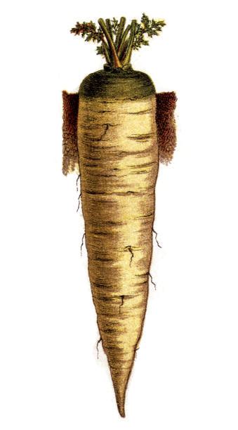 best parsnip illustrations royalty free vector graphics and clip art