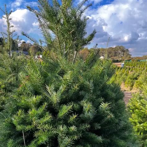 Douglas Fir Real Christmas Tree