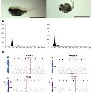 Sex Identification Of Haploid And Diploid Tiger Pufferfish T Download Scientific Diagram