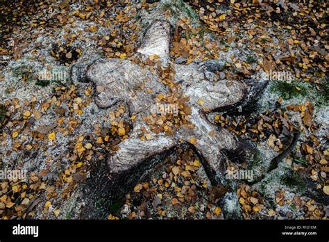 Tree Stump Removal Hi Res Stock Photography And Images Alamy