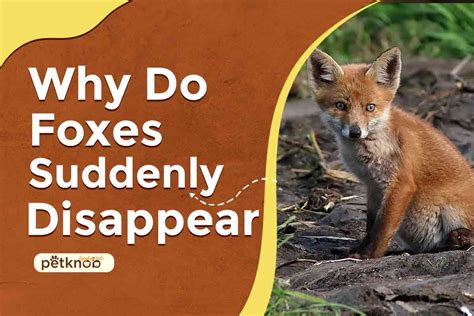 Why Do Foxes Suddenly Disappear Reasons In 2023
