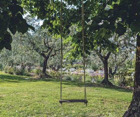 Why You Should Never Kill Tree Roots Avoid These Mistakes Homes And