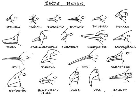 Bird Beak Adaptations Worksheets