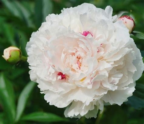 Пион травянистый ФЕСТИВА МАКСИМА (Paeonia Festiva Maxima) / Садовый ...