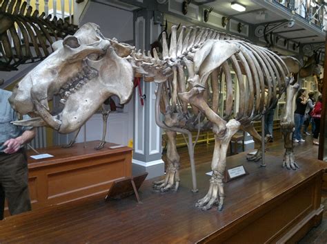 Hippo Skeleton Mark Healey Flickr