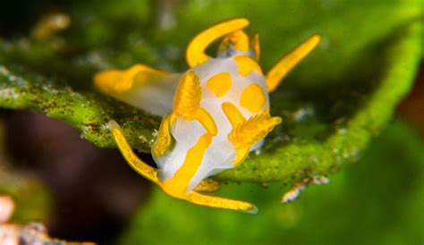 Cala Daiguablava Begur Dive