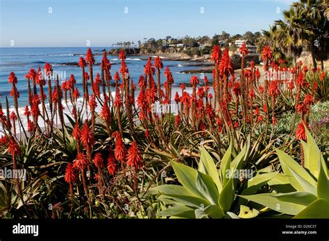 Laguna Flowers Beach California