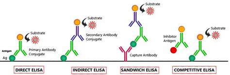Types Of Elisa Indirect Elisa Photos And Images And Pictures