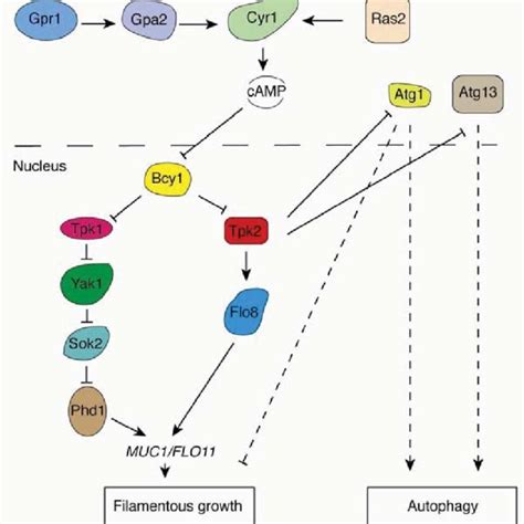 Pdf An Overview Of Autophagy And Yeast Pseudohyphal Growth Integration Of Signaling Pathways