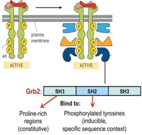 Cs Lecture 02 Flashcards Quizlet