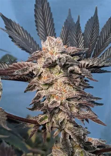 Girl Crush Seeds By Twenty20 Growdiaries