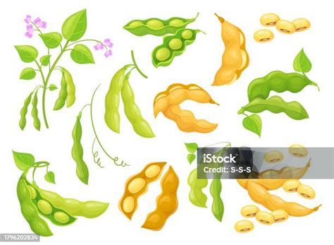 생 콩 콩 꼬투리 콩 재배 녹색 흰색과 노란색 만화 콩 콩 종자 식물 농업 야채 농업 단백질 음식 깔끔한 벡터 일러스트 레이 션 대두 콩에 대한 스톡 벡터 아트 및 기타
