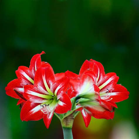 Lilien Rote Blumen Garten Kostenloses Foto Auf Pixabay Pixabay