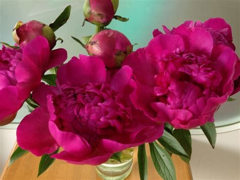 芍薬 紅河（こうが） 診療室のバラ