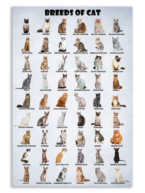 The Breeds Of Cat Poster Is Displayed On A White Background With Black Lettering That Reads