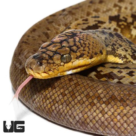 Timor Python Malayopython Timoriensis For Sale Underground Reptiles