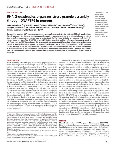 Pdf Rna G Quadruplex Organizes Stress Granule Assembly Through