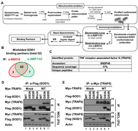 Traf6 Is A Novel Binding Partner Of B8h10 And Amf7 63 Reactive