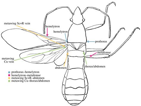 A Generic Diagram Of An Insect In Coreoidea Reproduced And Modified