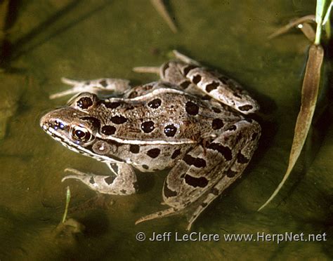 Leopard Frog Vs Pickerel Frog Leopard Frog Vs Pickerel Frog
