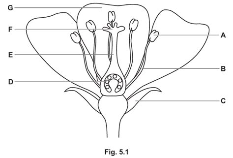 Igcse Biology 0610 16 3 Sexual Reproduction In Plants Igcse Style Questions Paper 3