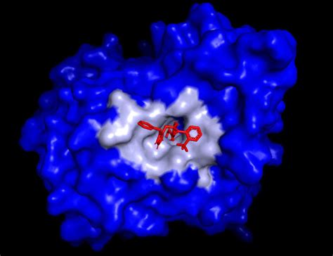 Do Molecular Docking By Using Autodock Tools By Mhsnycl Fiverr