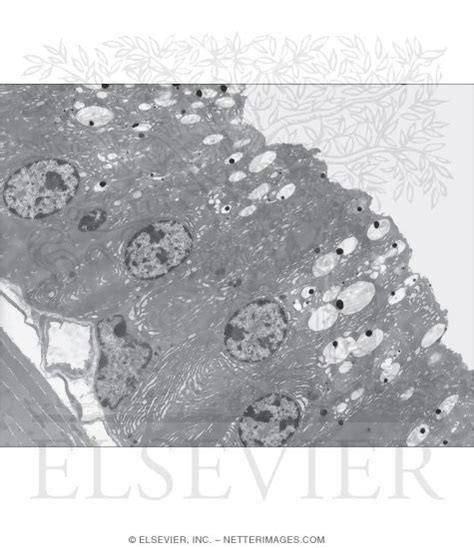 Survey Electron Micrograph Of Mouse Prostatic Epithelium